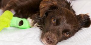 Maggots in Dogs - Canine Myiasis Causes and Treatment