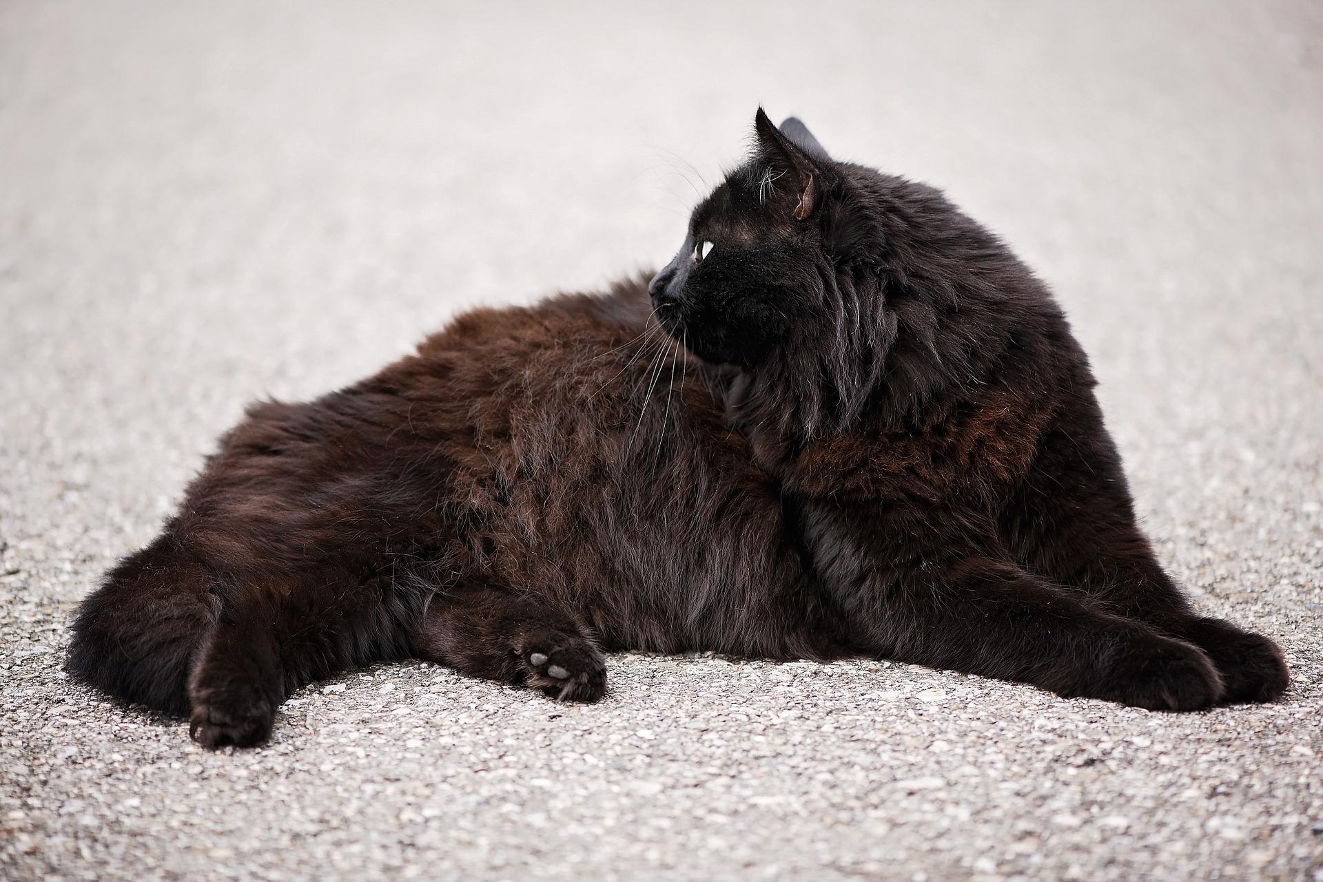 First Aid for Cats: Road Accidents and Run Over Cats