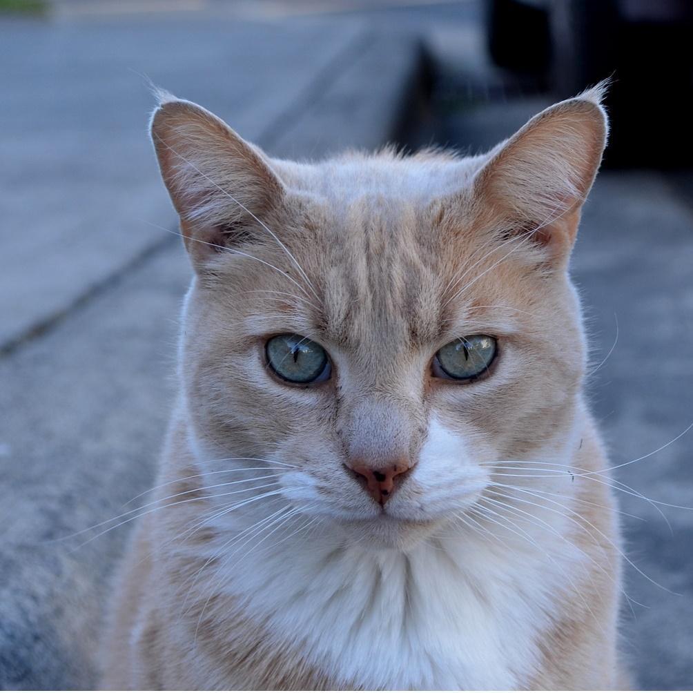 First Aid for Cats: Road Accidents and Run Over Cats