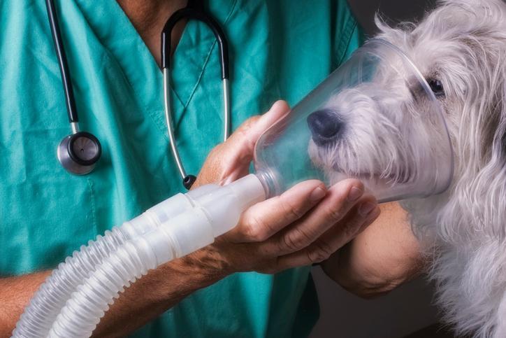 Pulmonary Edema In Dogs - Symptoms, Cause, Diagnosis and Treatment