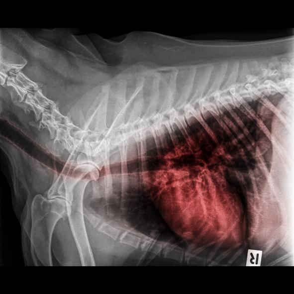 Pulmonary Edema In Dogs - Symptoms, Cause, Diagnosis and Treatment