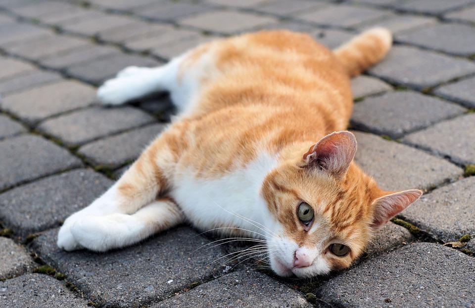 First Aid for Cats: Road Accidents and Run Over Cats