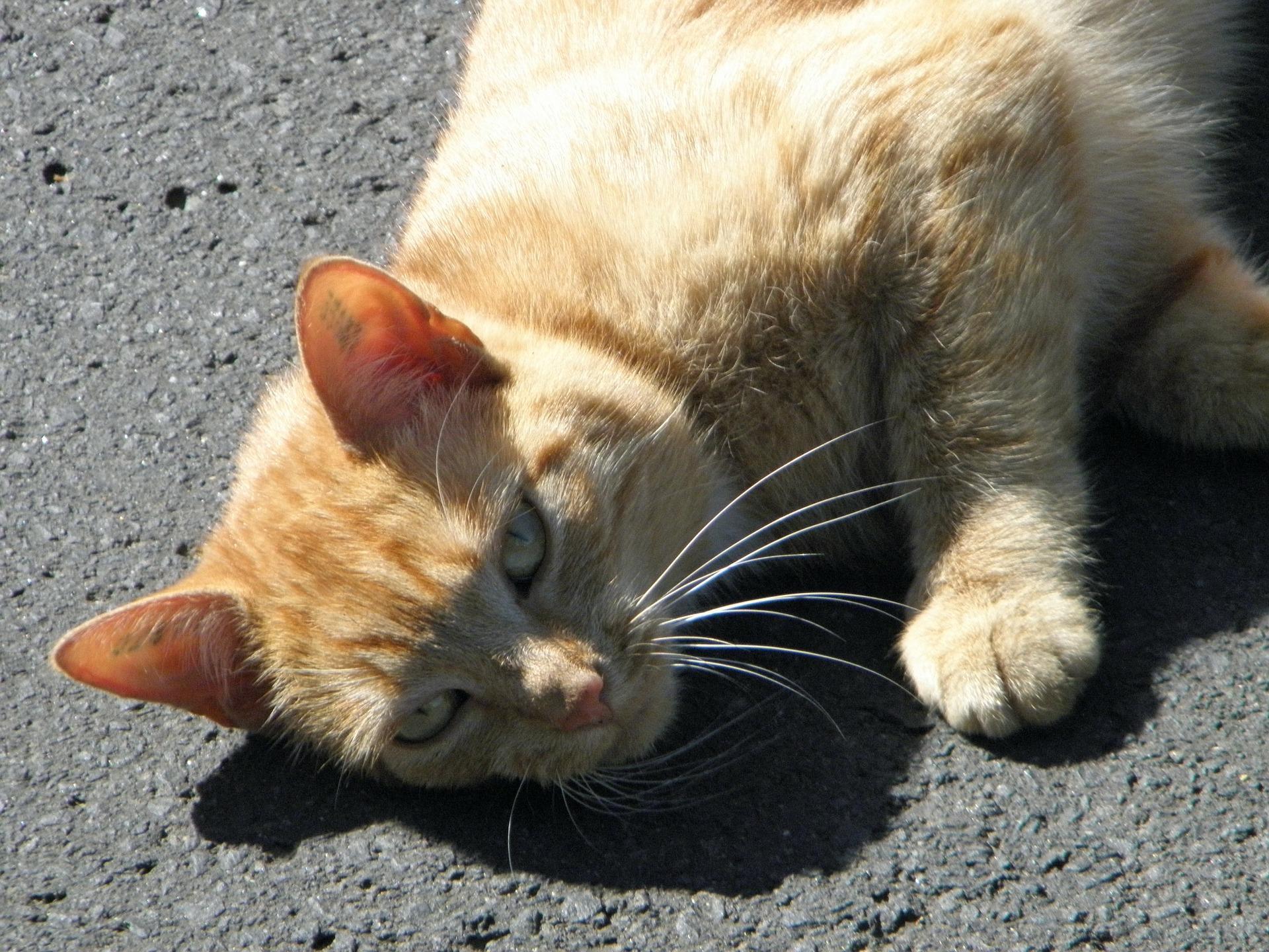 First Aid for Cats: Road Accidents and Run Over Cats