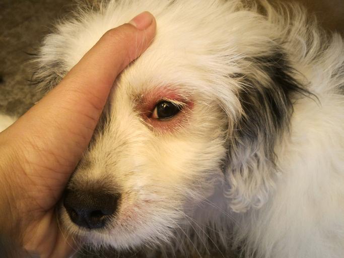 Types of Blood Parasites in Dogs - Canine Hemoparasites Treatment