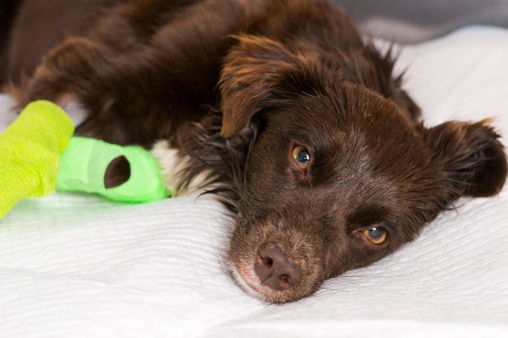 Types of Blood Parasites in Dogs - Canine Hemoparasites Treatment