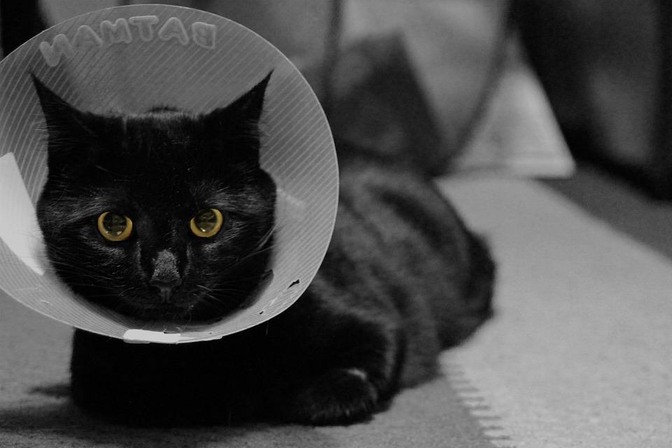 First Aid for Cats: Road Accidents and Run Over Cats
