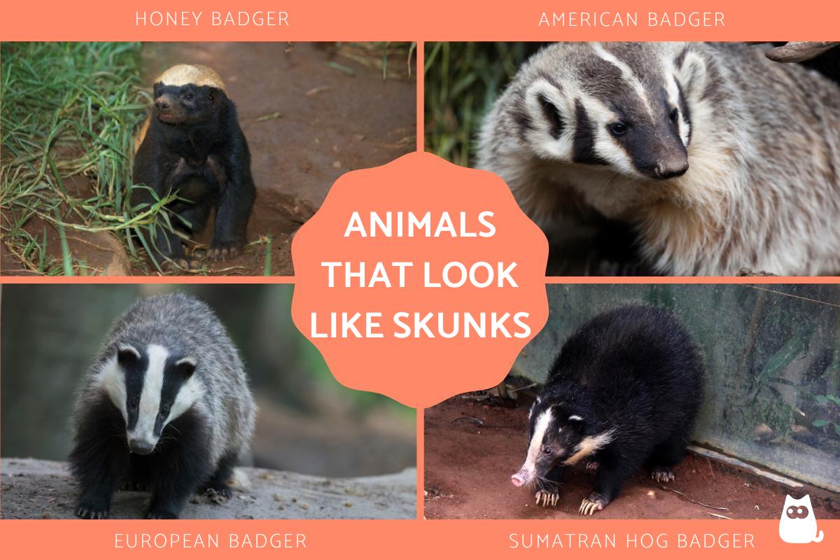8 Animals That Look Like Skunks With Photos