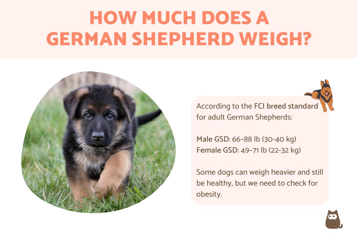 Female German Shepherd Growth Chart