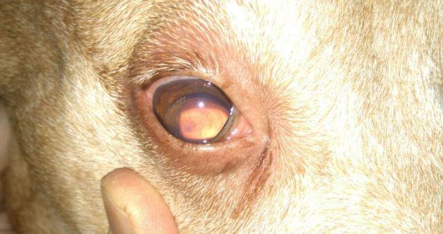 Lens Luxation in Dogs - Symptoms, Types, Treatment and Surgery