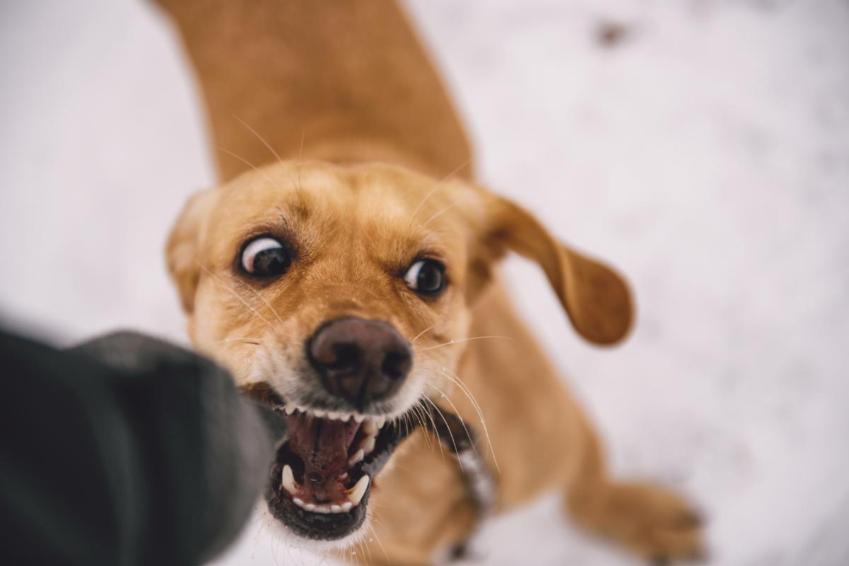 Why Does My Dog Jump and Bite Me? - Causes and How to Stop It