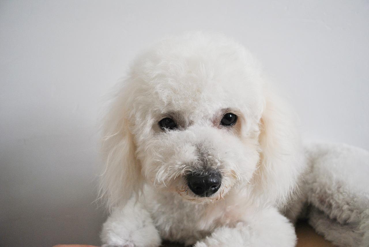 Types of Bichon Dog Breeds - Complete List and Photos