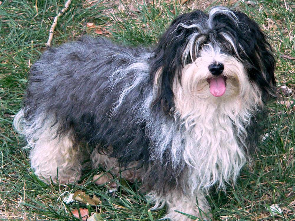 Types of Bichon Dog Breeds - Complete List and Photos