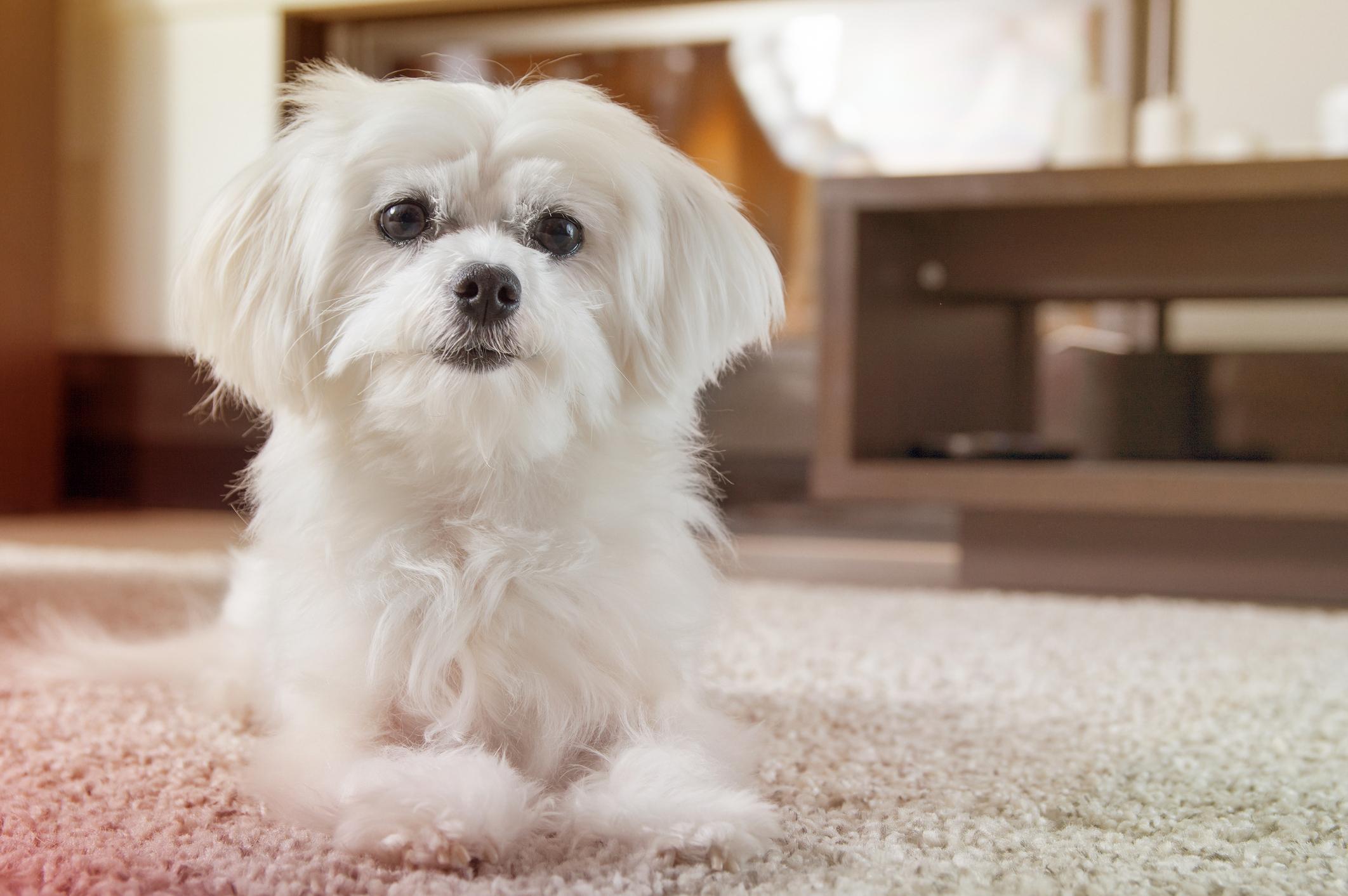 Types of Bichon Dog Breeds - Complete List and Photos