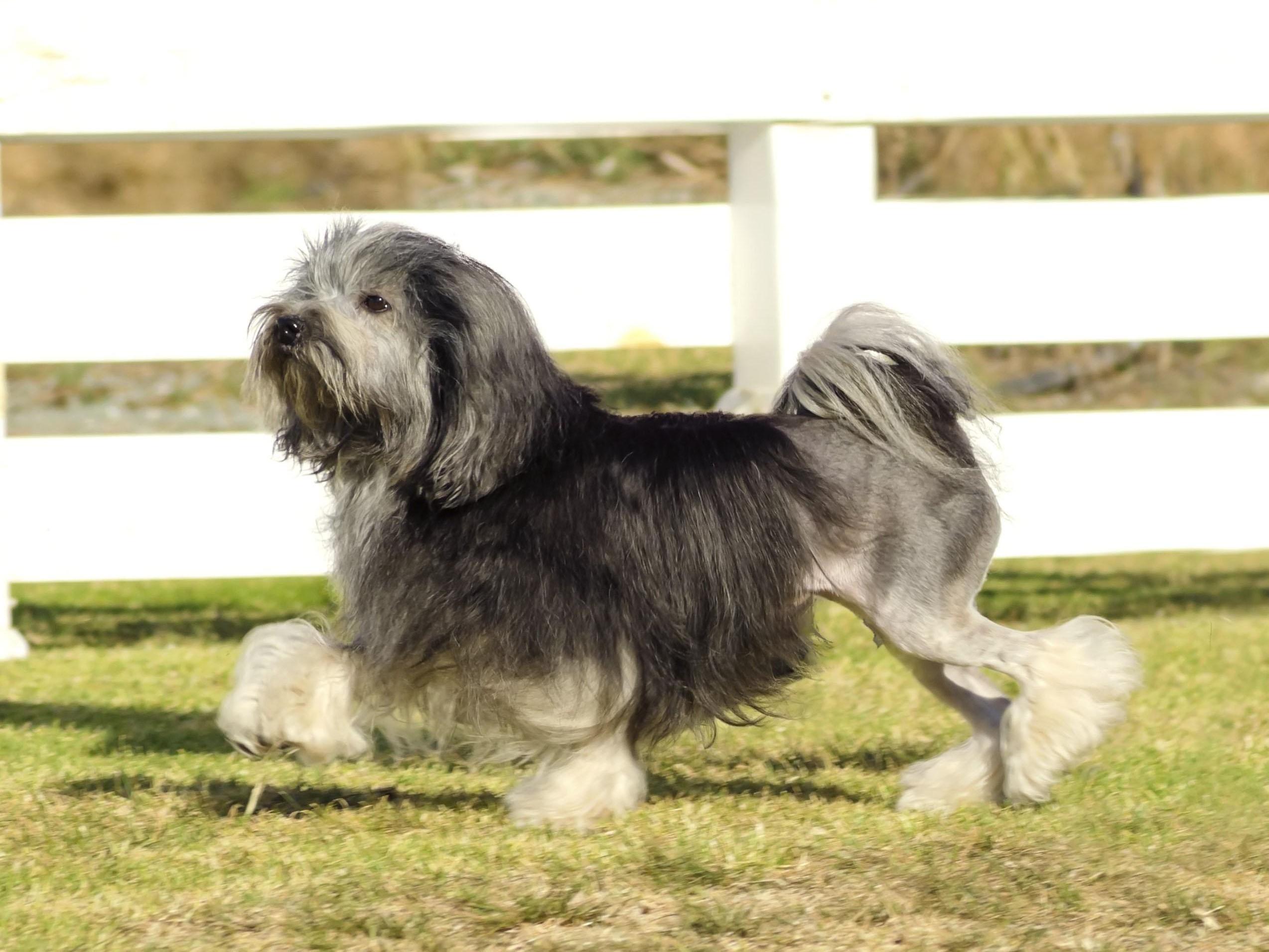 Types of Bichon Dog Breeds - Complete List and Photos