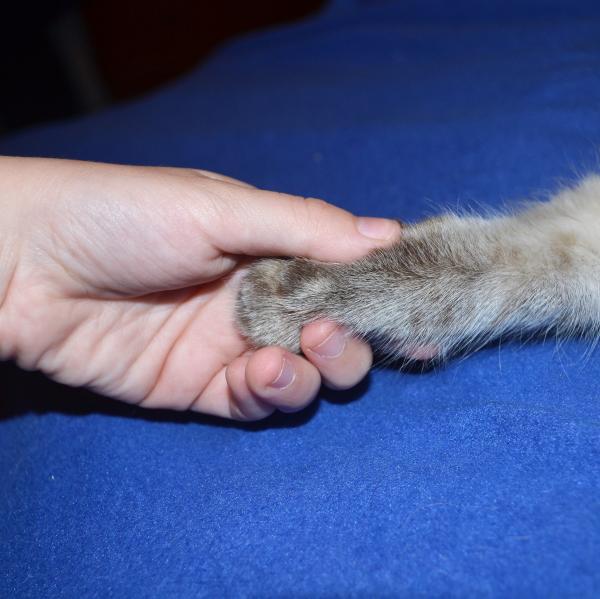 How to Train Your Cat to Give their Paw