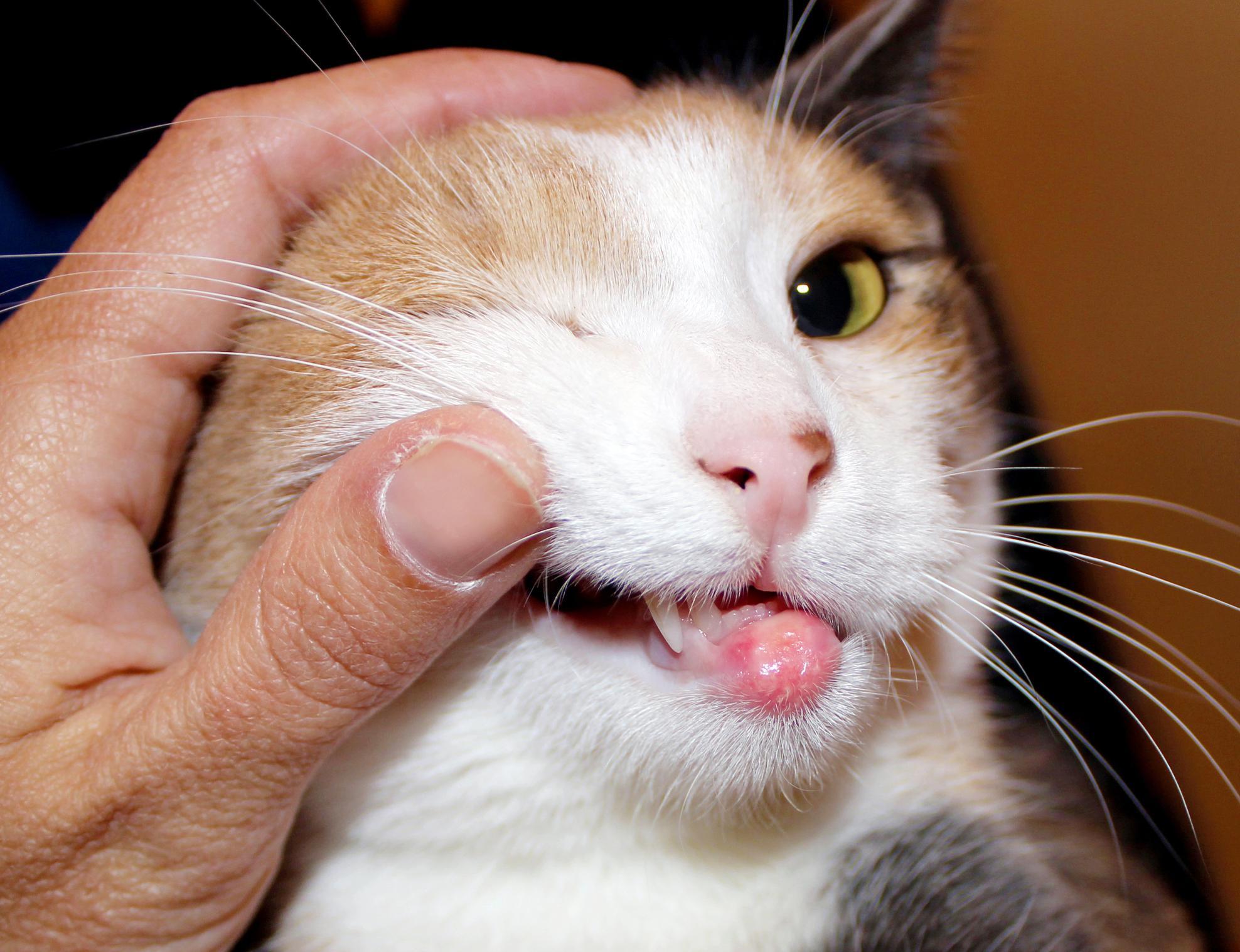 Mouth Ulcers in Cats - Causes and Treatment