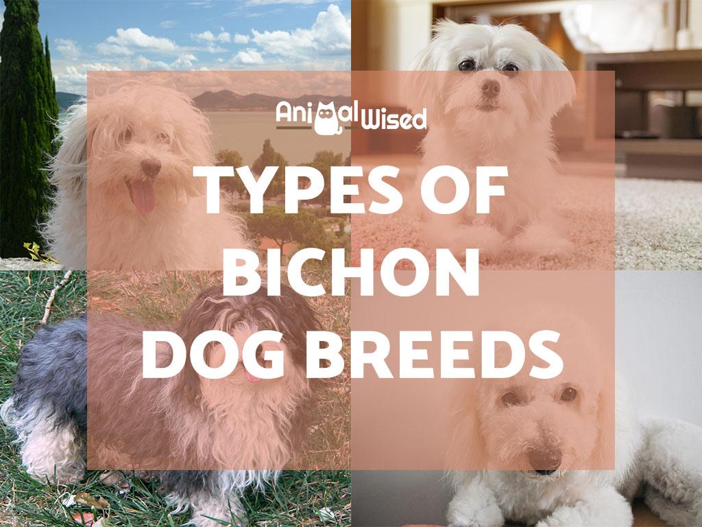 Types of Bichon Dog Breeds - Complete List and Photos