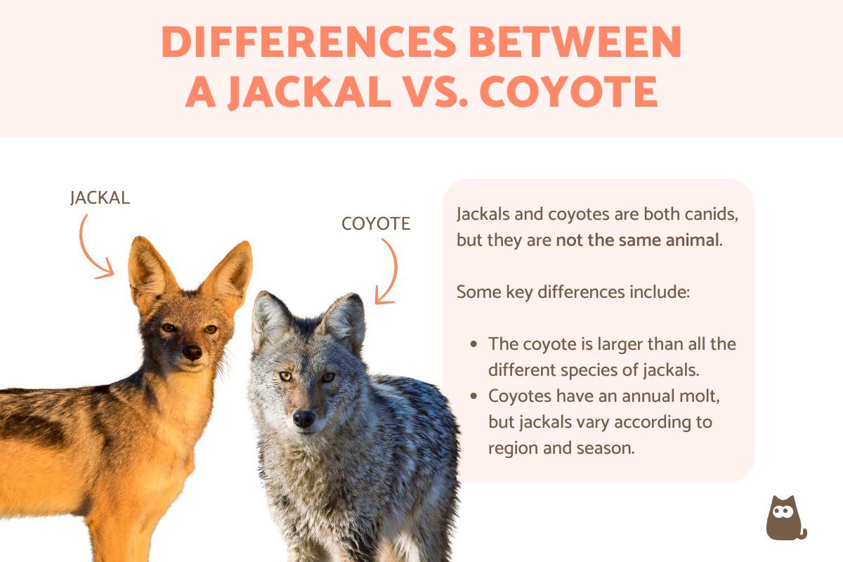 Differences Between Jackal vs. Coyote - Canid Comparison With Pictures