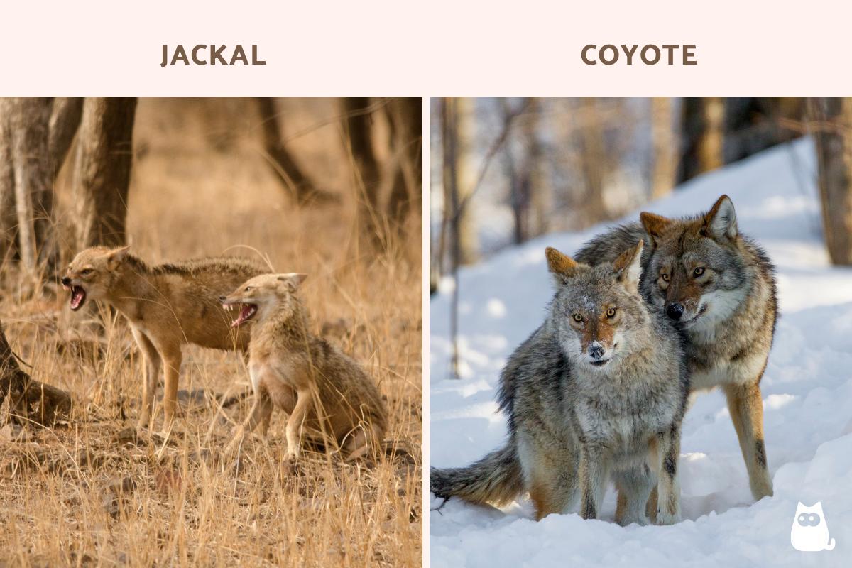 Differences Between Jackal vs. Coyote - Canid Comparison With Pictures