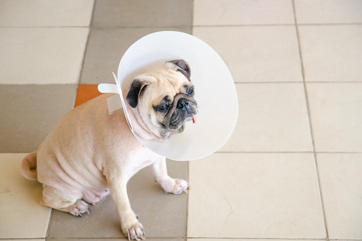 Neutering a Male Dog - Procedure, Cost and Benefits