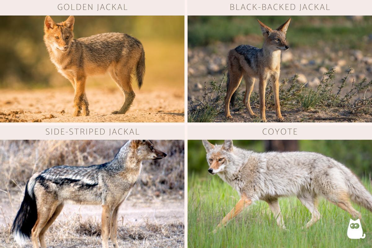 Differences Between Jackal vs. Coyote - Canid Comparison With Pictures