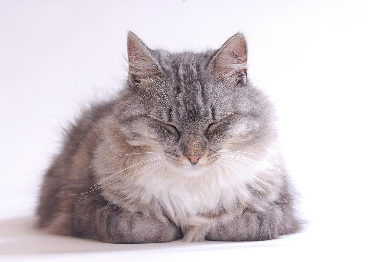 Toxoplasmosis in Cats - Symptoms, Infection and Treatment