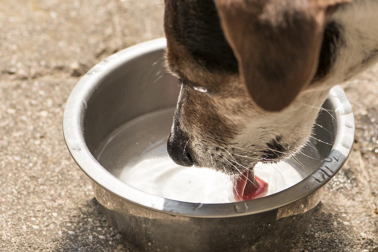 Benefits Of Cinnamon For Dogs - Doses and Uses
