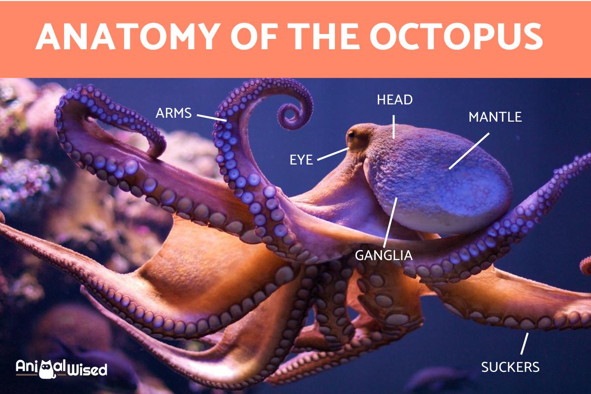 How Many Brains Does an Octopus Have? - Octopus Brain Anatomy