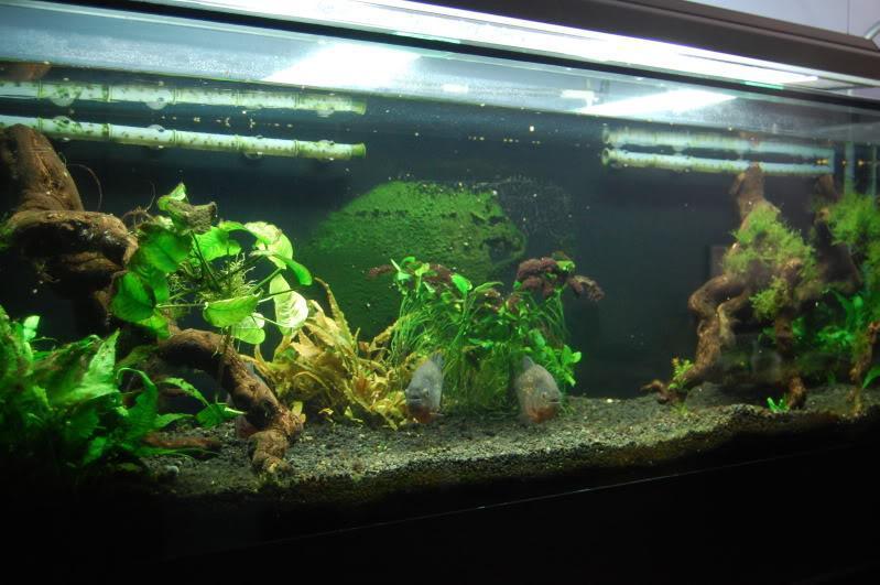 Why Are My Fish Not Eating?