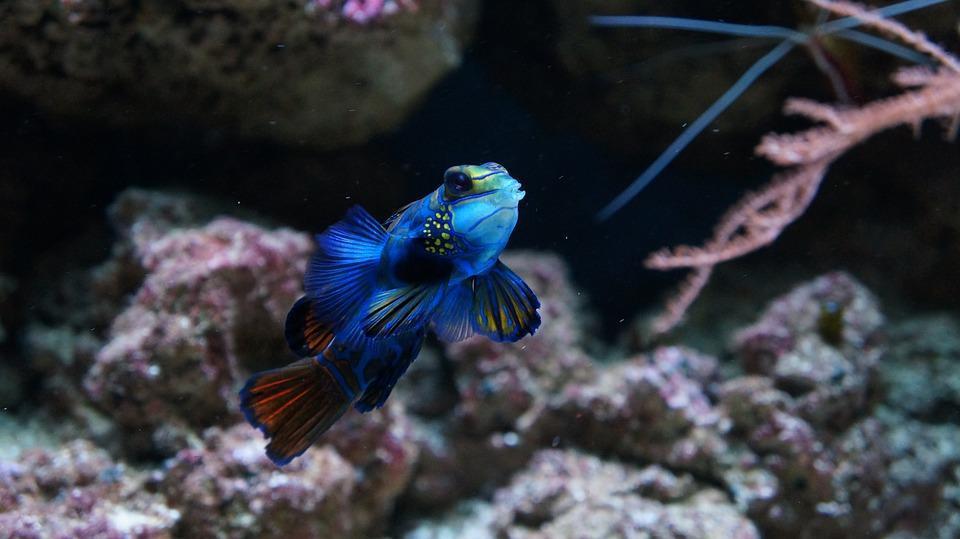 Why Are My Fish Not Eating?