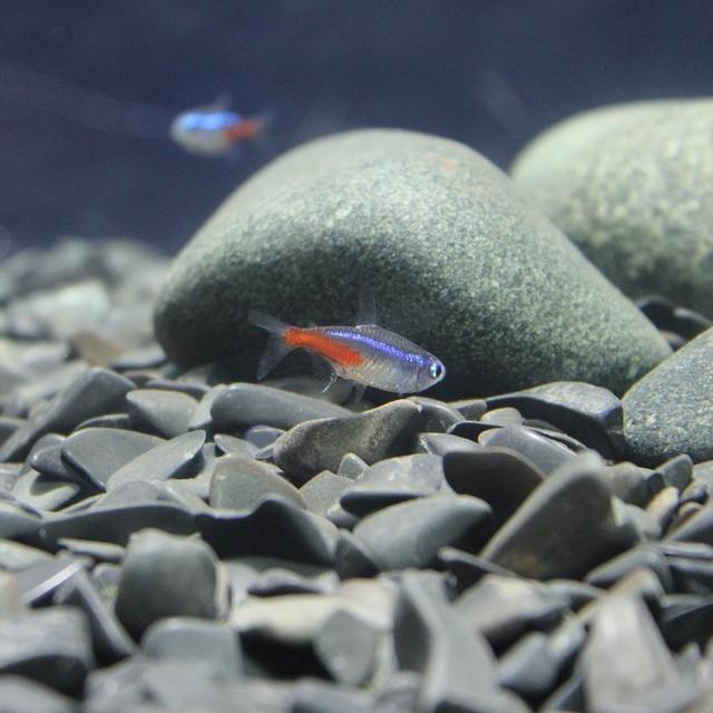 Why Are My Fish Not Eating?