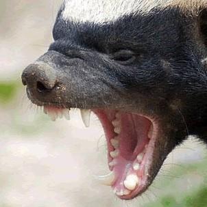 The Most Aggressive Animals in the World