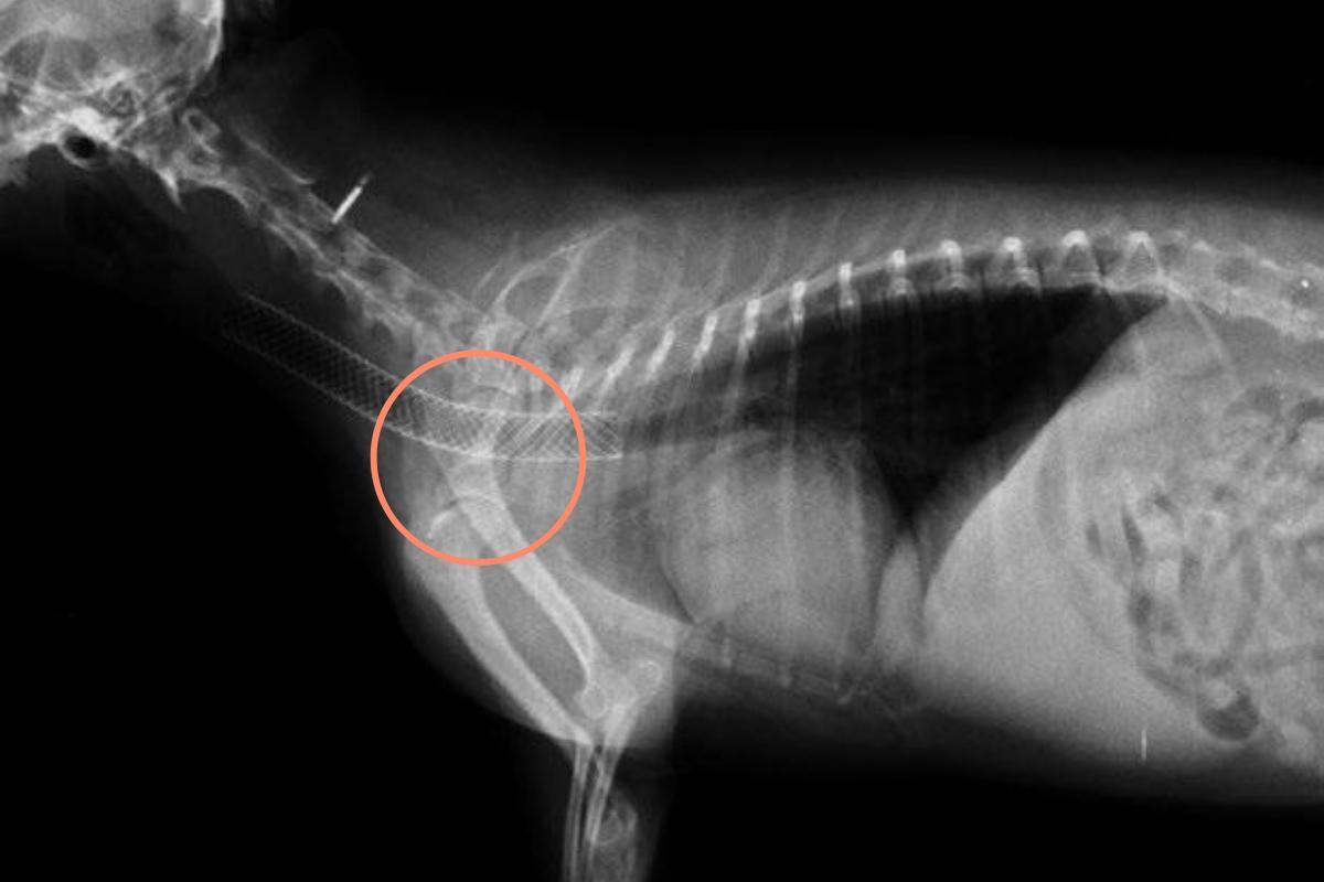 Tracheal or Wind Pipe Collapse in Cats - Causes, Symptoms, Diagnosis ...
