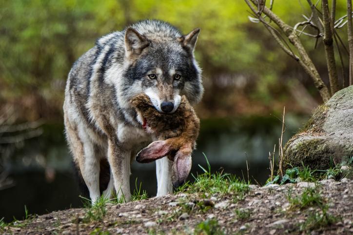 How Do Wolves Hunt? - Wolf Hunting Strategies and Methods