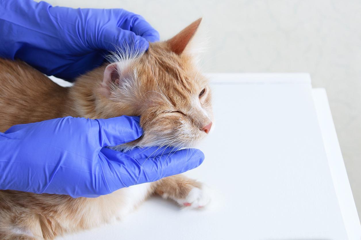 My Cat Keeps Scratching Their Ears - Causes of Itchy Cat Ears
