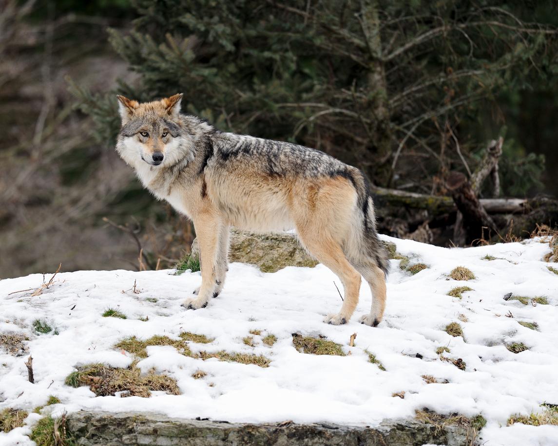 How Do Wolves Hunt? - Wolf Hunting Strategies and Methods