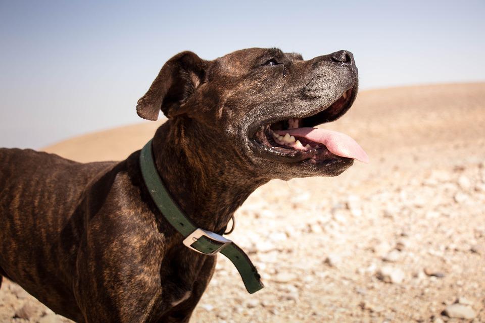 Arabic Dog Names - Male and Female - over 170 ideas with meaning!