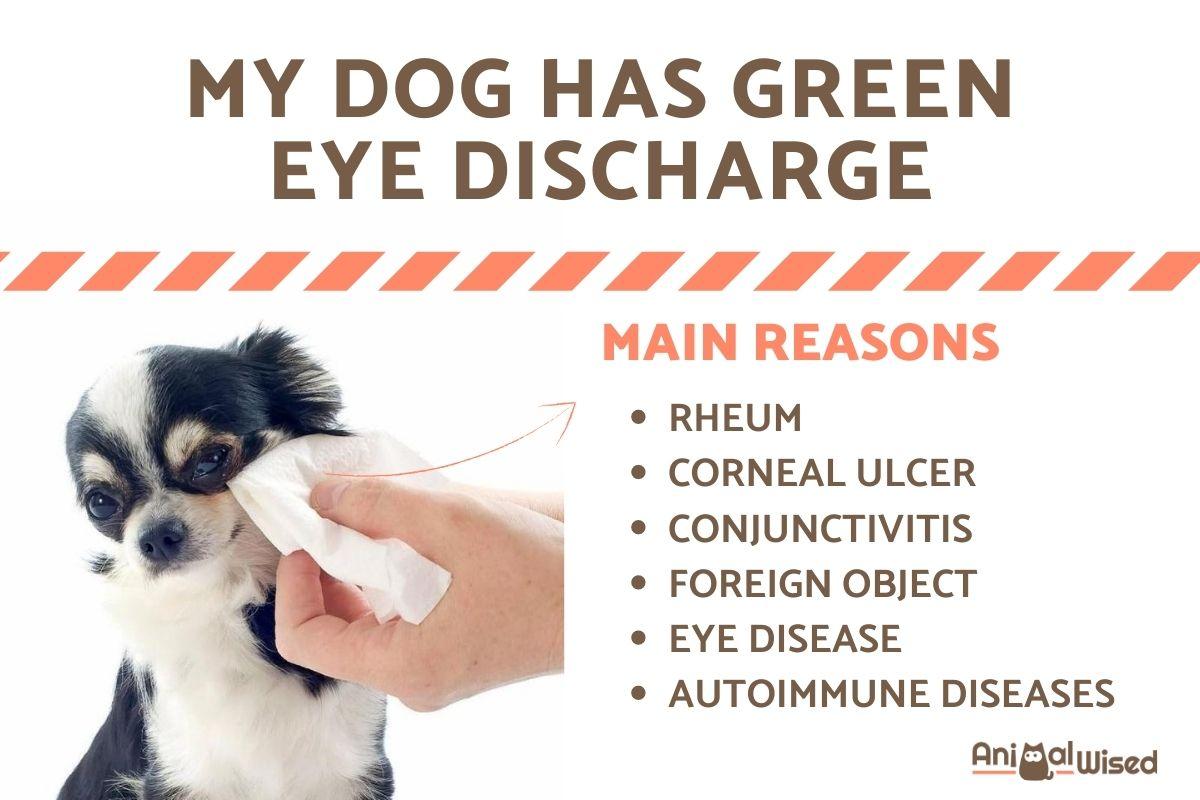 My Dog Has Green Eye Discharge - Causes and Treatment