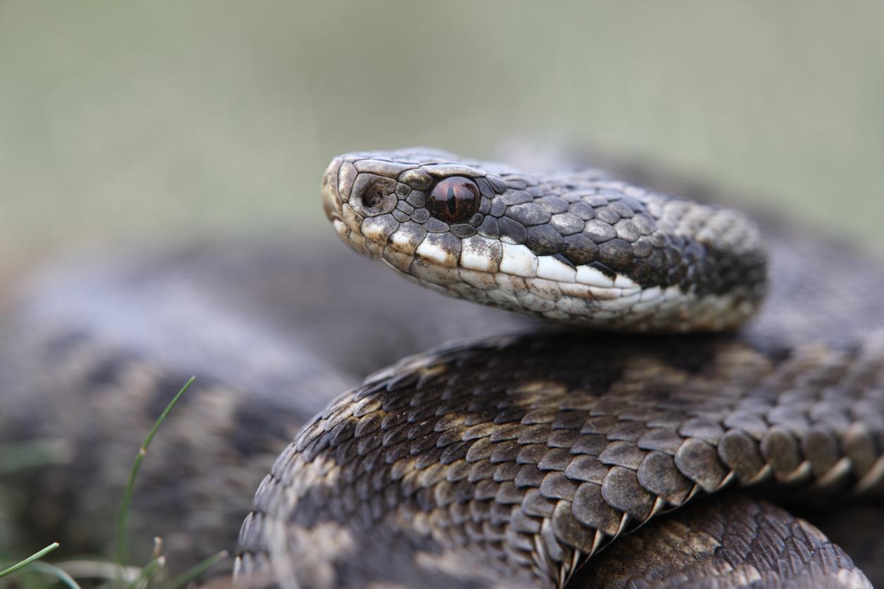 Are There Venomous Snakes in the UK?