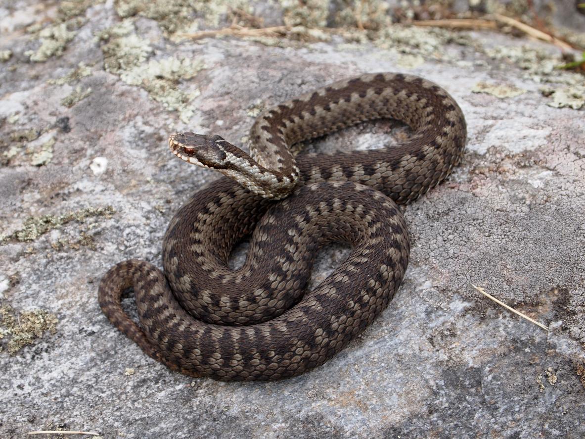 Are There Venomous Snakes in the UK?