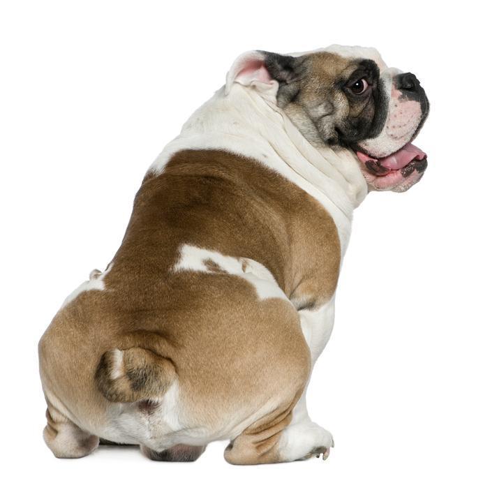 Why Does My Dog Drag his Bum on the Ground?