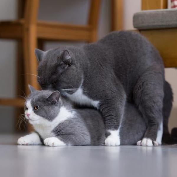 why do cats mate