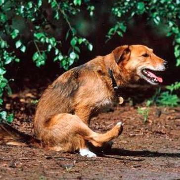 Why Does My Dog Drag his Bum on the Ground?