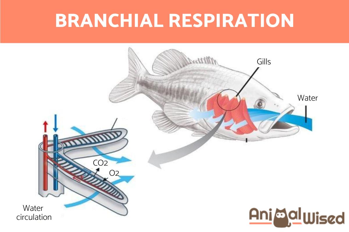 How Do Animals Breathe? - Types of Animal Respiration