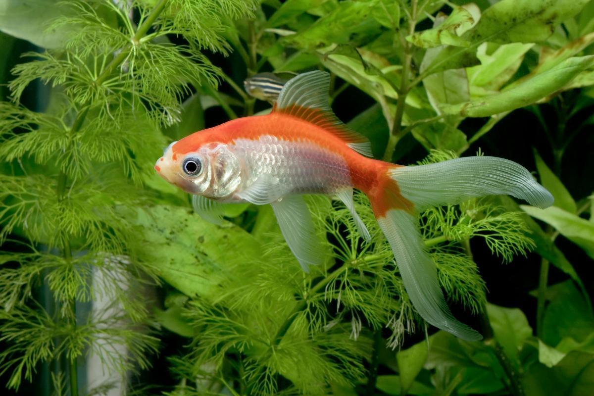 10 Best Fish That Can Live with Goldfish