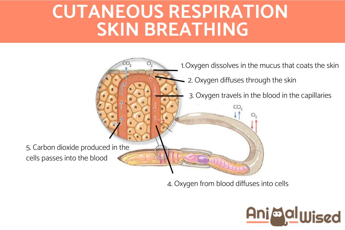 How Do Animals Breathe? - Types of Animal Respiration