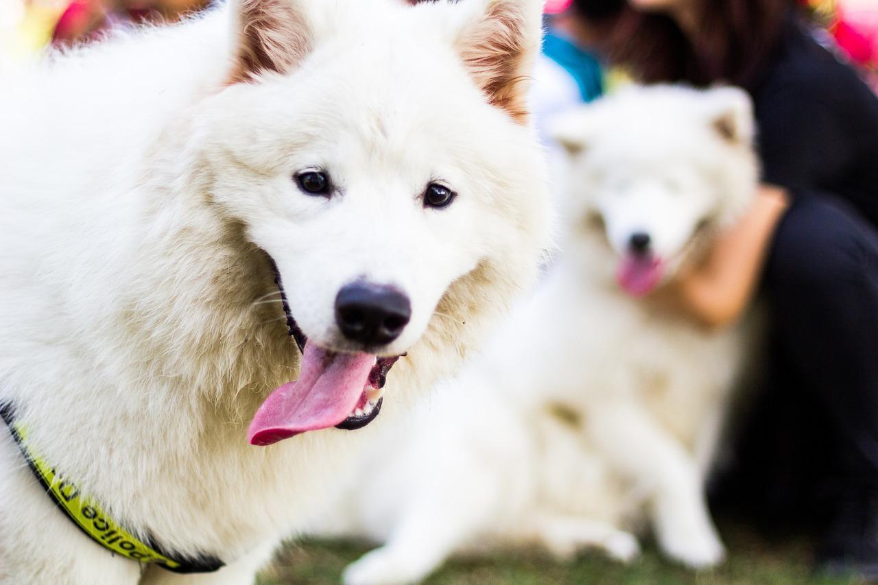 Dogs That Shed The Most - top 8 SHEDDING dogs (With PICTURES)!