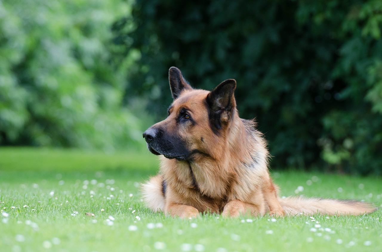 Dogs That Shed The Most - top 8 SHEDDING dogs (With PICTURES)!