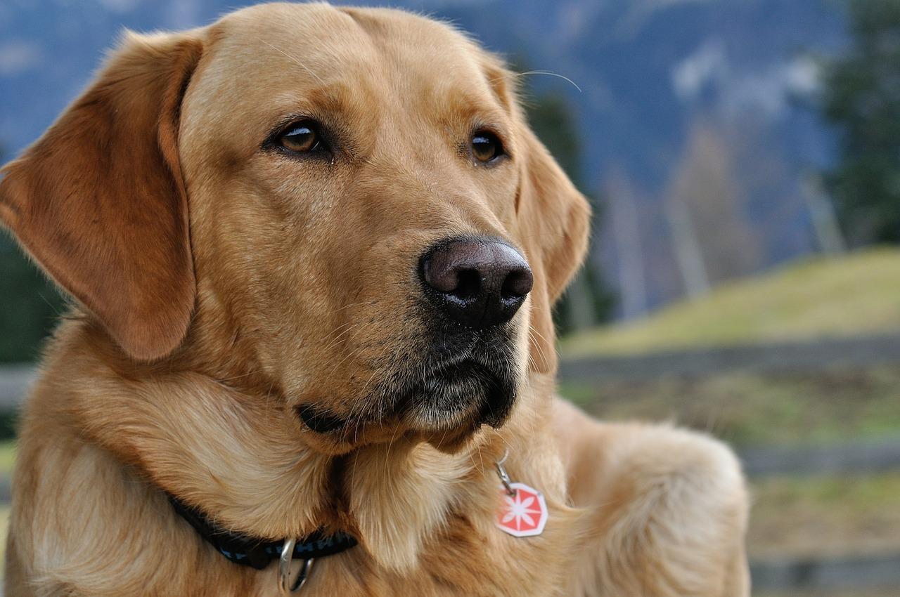 Dogs That Shed The Most - top 8 SHEDDING dogs (With PICTURES)!