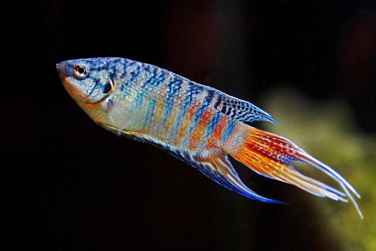 10 Best Fish That Can Live with Goldfish
